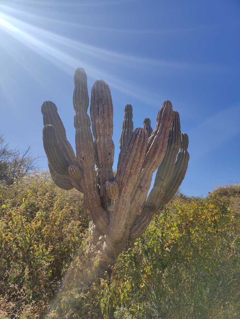 Mexican Giant Cactus from Zona Hotelera, 23405 San José del Cabo, B.C.S ...