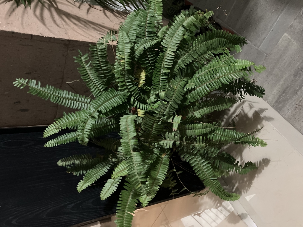 southern sword fern from Valle La Rioja, N.L., Mexico on February 26 ...