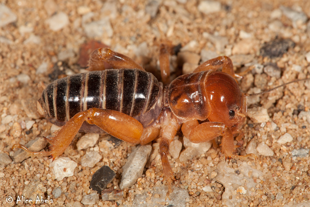 North American Jerusalem Crickets in October 2012 by Alice Abela ...
