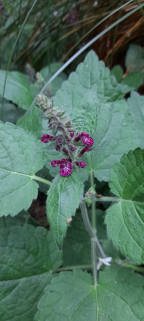 hedge woundwort from Geraldine 7930, New Zealand on March 2, 2025 at 09 ...