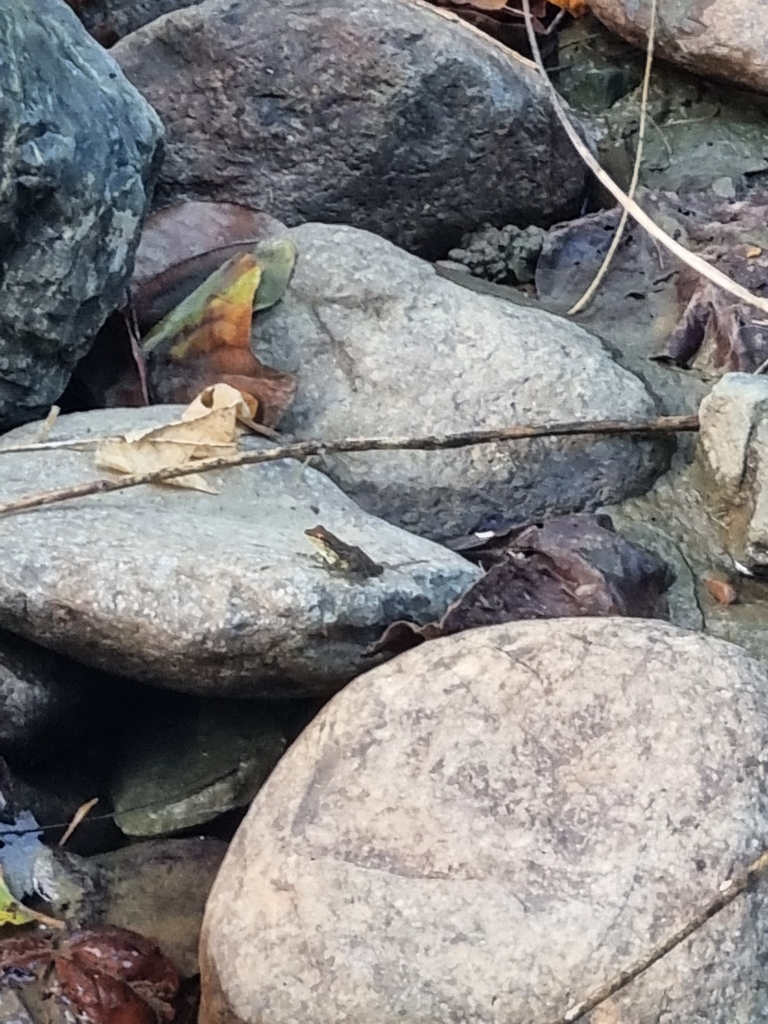Palawan Rock Frog in February 2025 by Klein Erde · iNaturalist