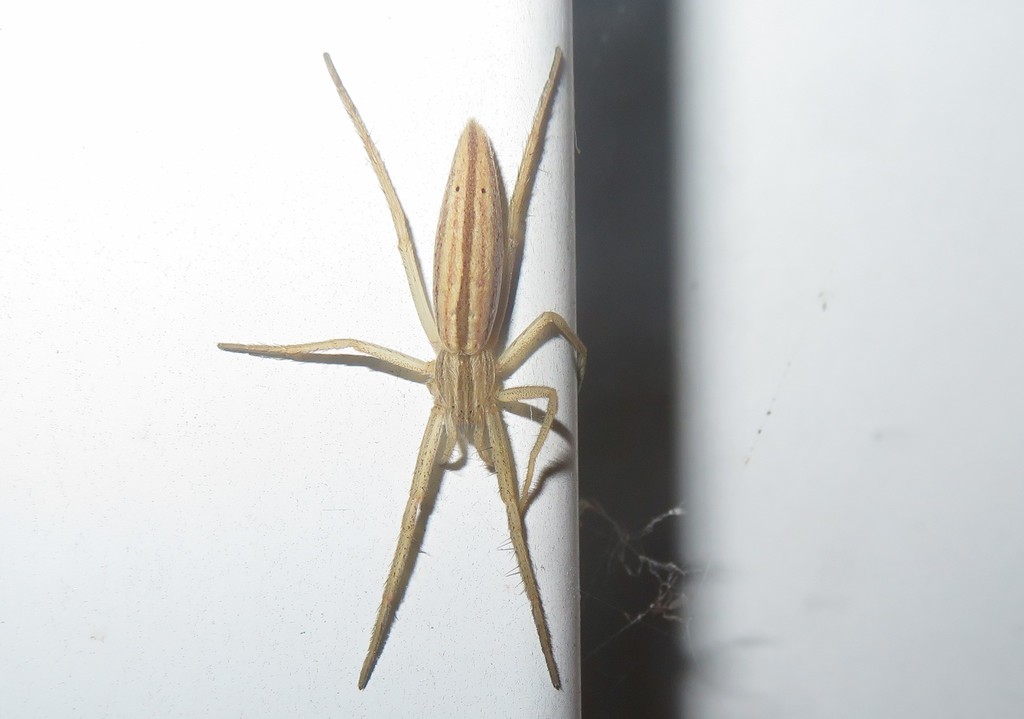 Oblong Running Spider from Clarion, PA 16214, USA on August 3, 2019 at ...