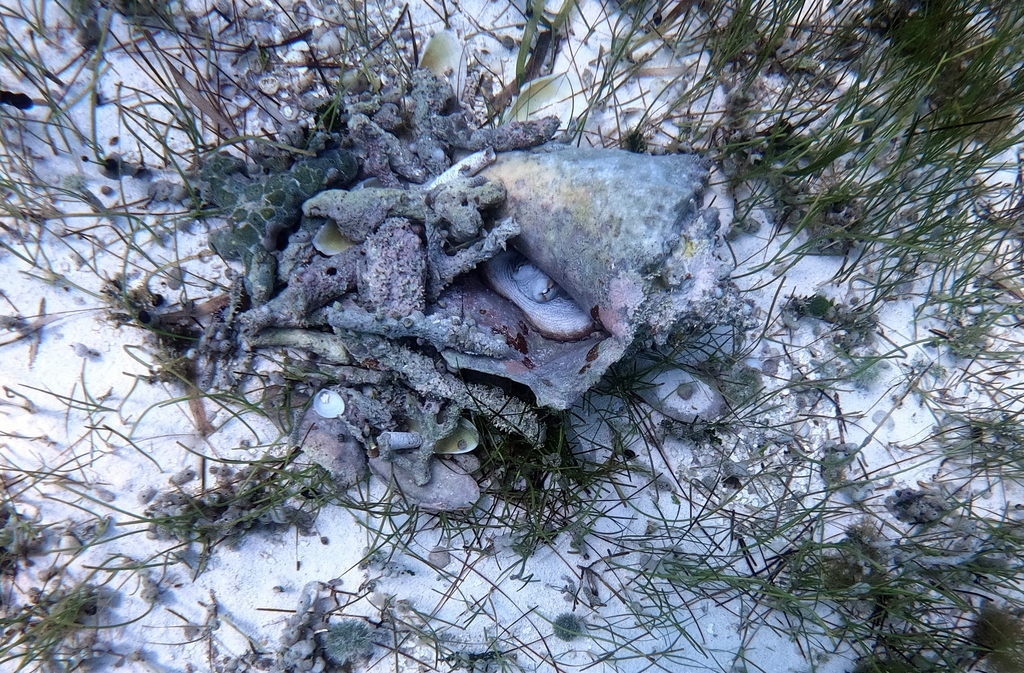 Brazilian Reef Octopus from Progreso, Yucatan, Mexico on July 29, 2019 ...