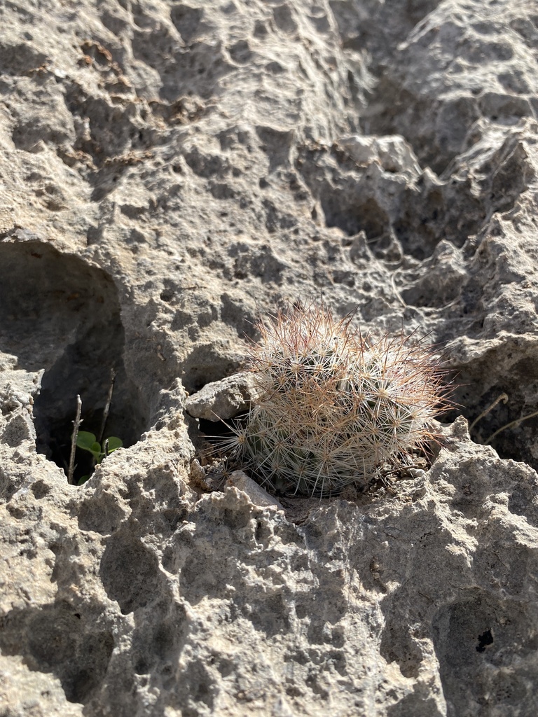Whitecolumn Foxtail Cactus from Ahumada, Chih., México on March 29 ...