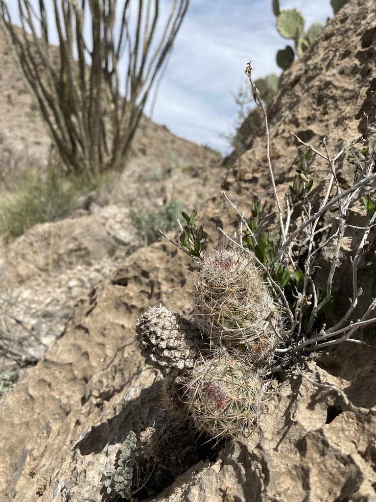 Whitecolumn Foxtail Cactus from Ahumada, Chih., México on March 29 ...