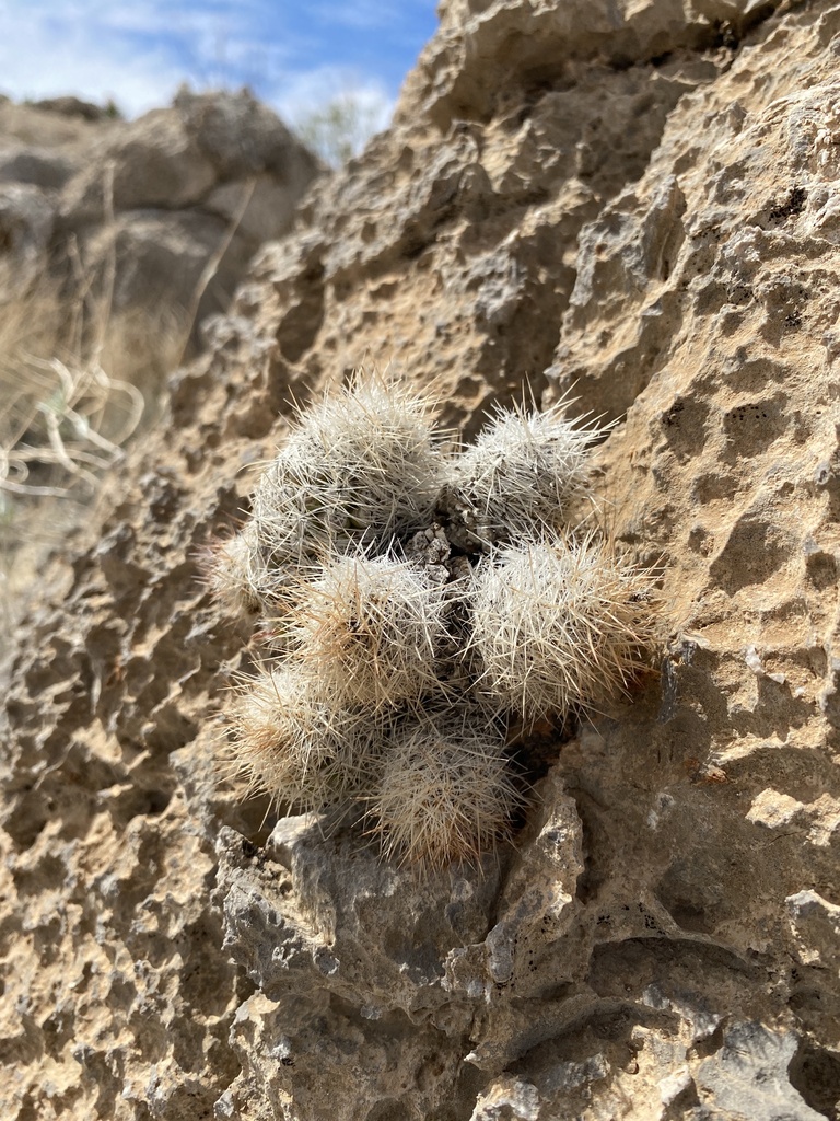Whitecolumn Foxtail Cactus from Ahumada, Chih., México on March 29 ...