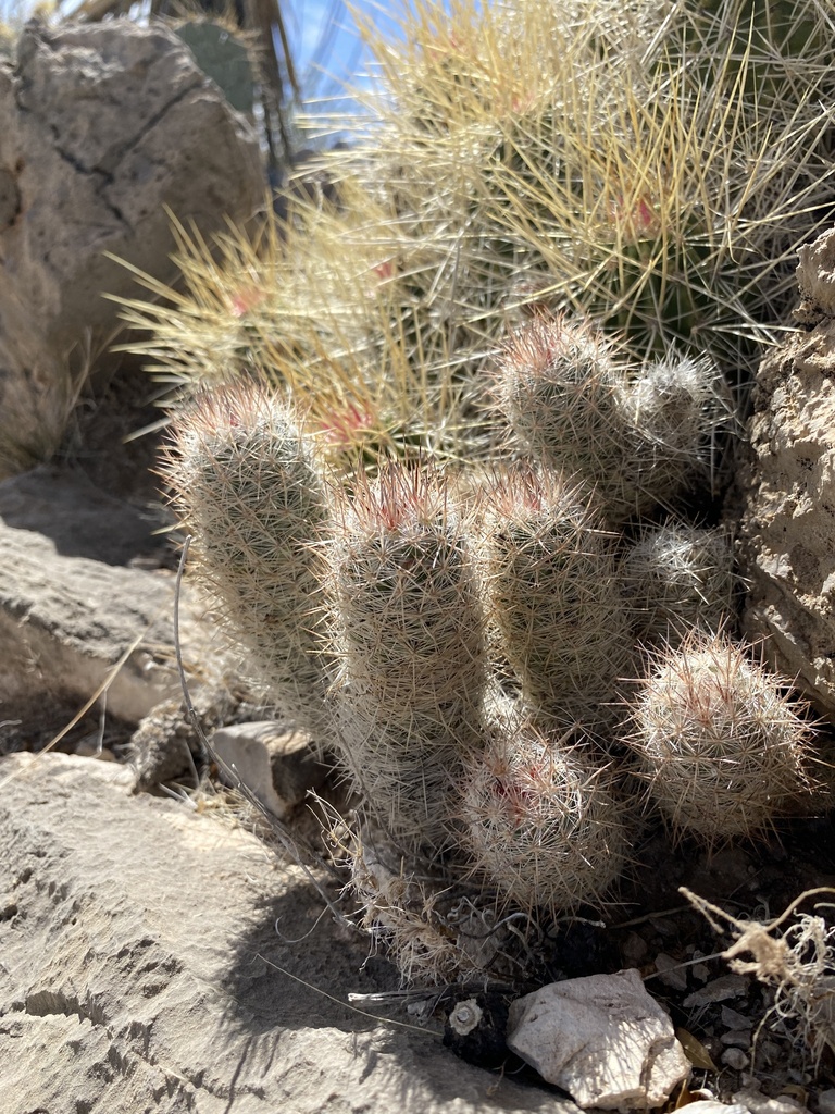 Whitecolumn Foxtail Cactus from Ahumada, Chih., México on March 29 ...
