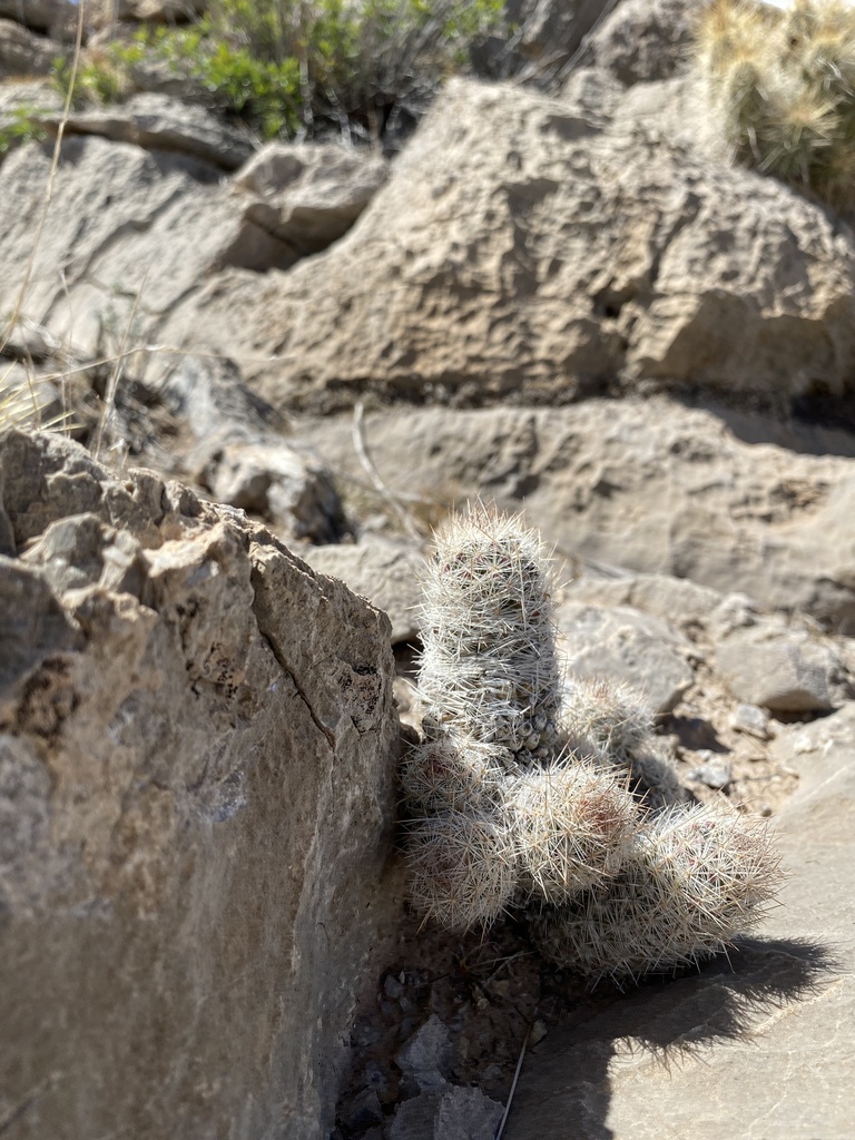 Whitecolumn Foxtail Cactus from Ahumada, Chih., México on March 29 ...