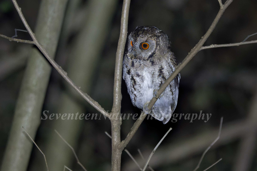 Japanese Scops-Owl in February 2025 by Shi Qi · iNaturalist
