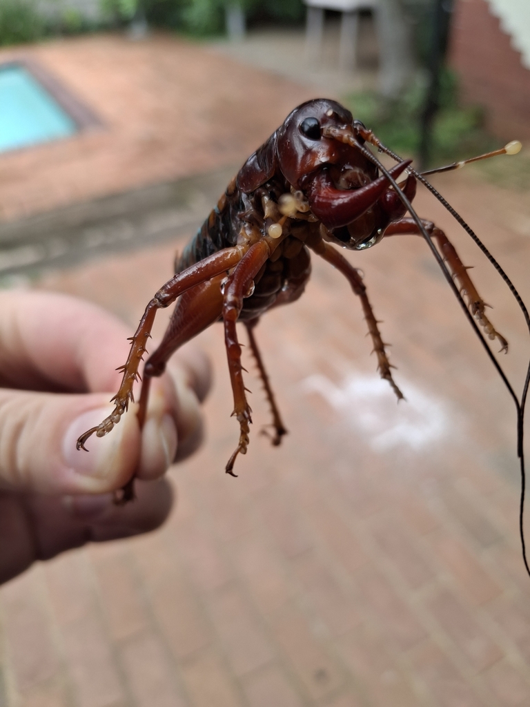Parktown Prawn from Brooklyn, Pretoria, 0011, South Africa on March 03 ...
