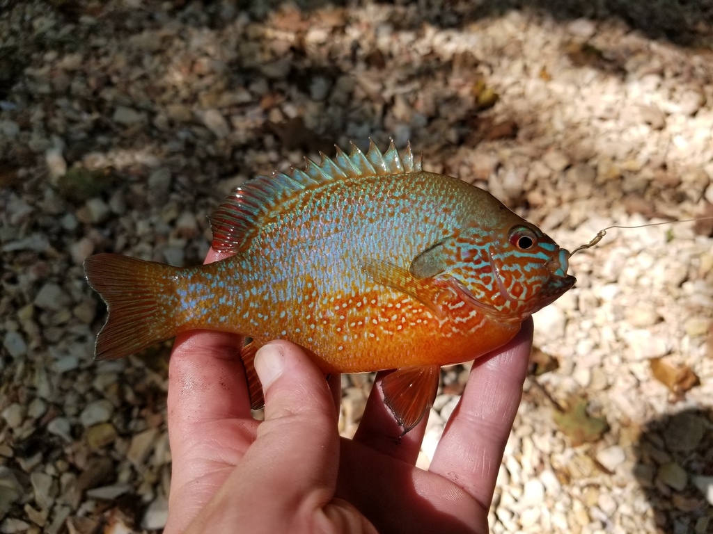 Longear Sunfish from Christian County, US-MO, US on August 6, 2019 at ...
