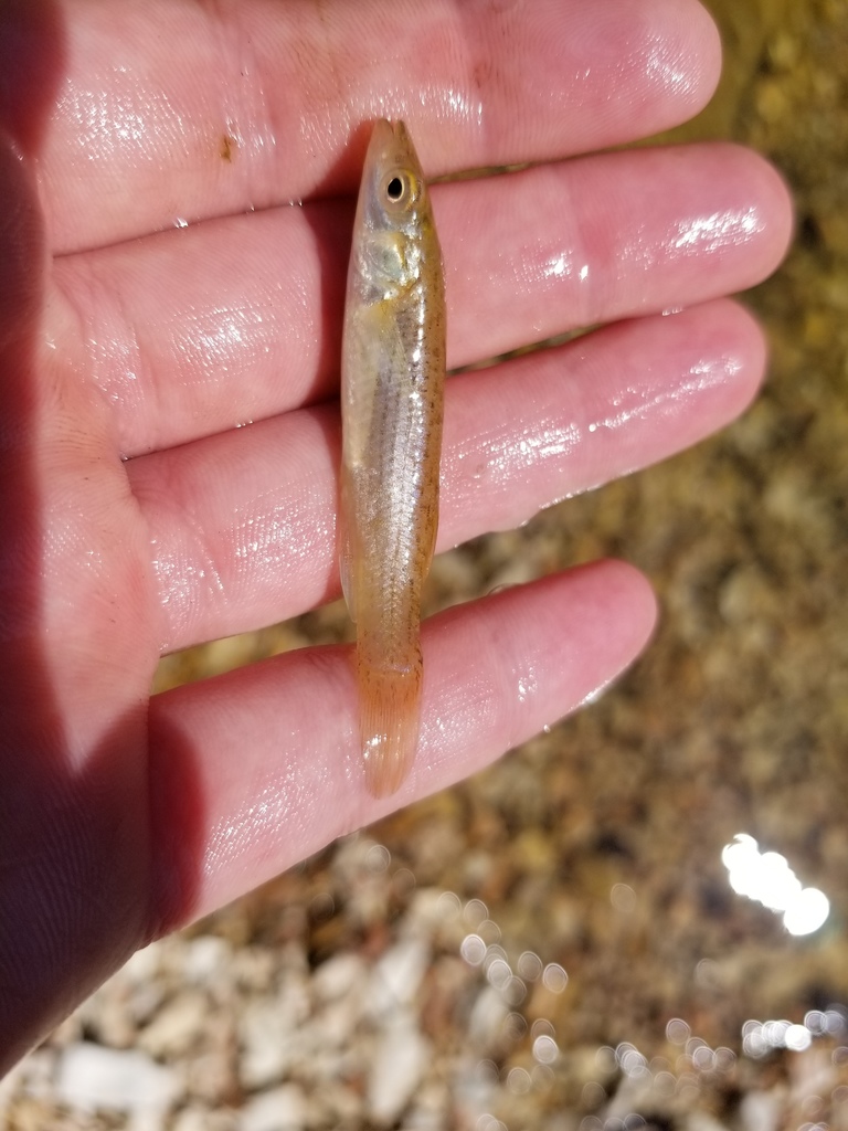Disjunct Studfish from Christian County, US-MO, US on August 6, 2019 at ...