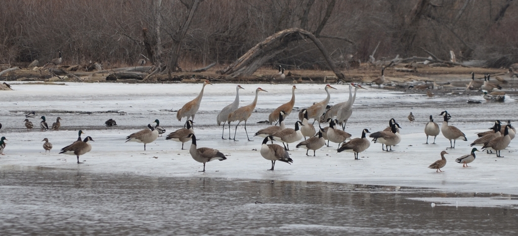 Sandhill Crane from Tecumseh, MI 49286, USA on March 3, 2025 at 01:55 ...