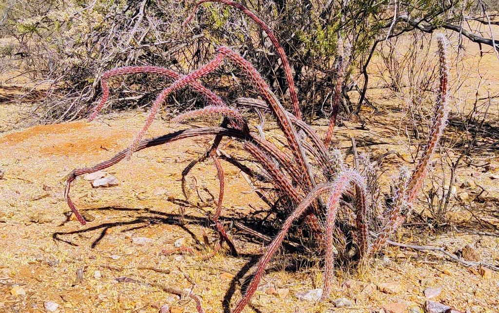 Octopus Cactus in March 2025 by Alejandra Salinas · iNaturalist