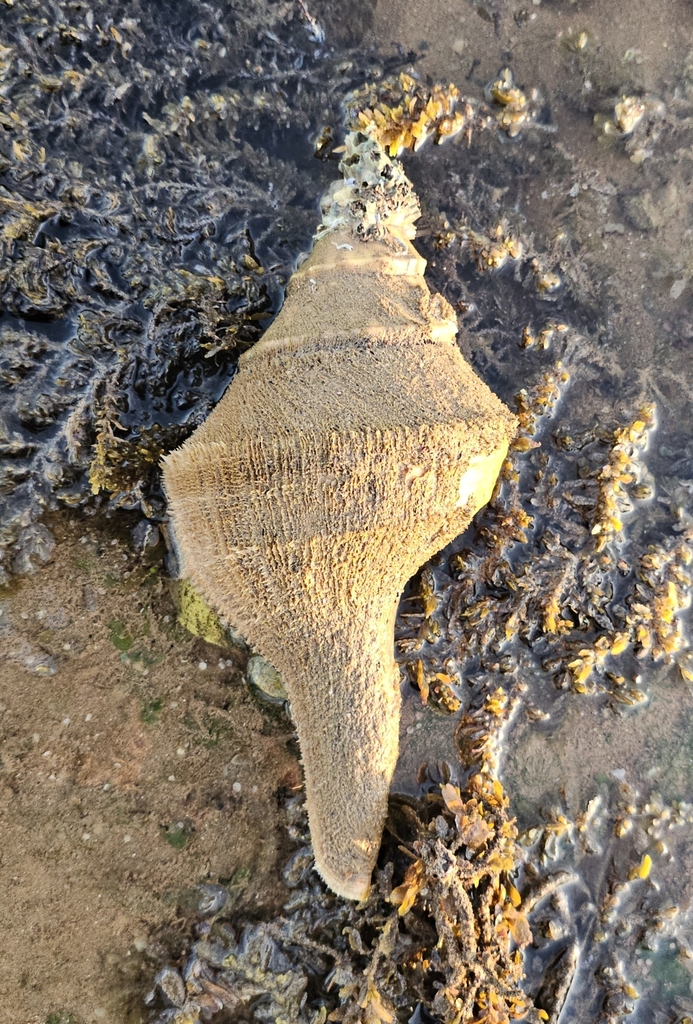 Australian Trumpet from Port Hedland WA 6721, Australia on March 3 ...