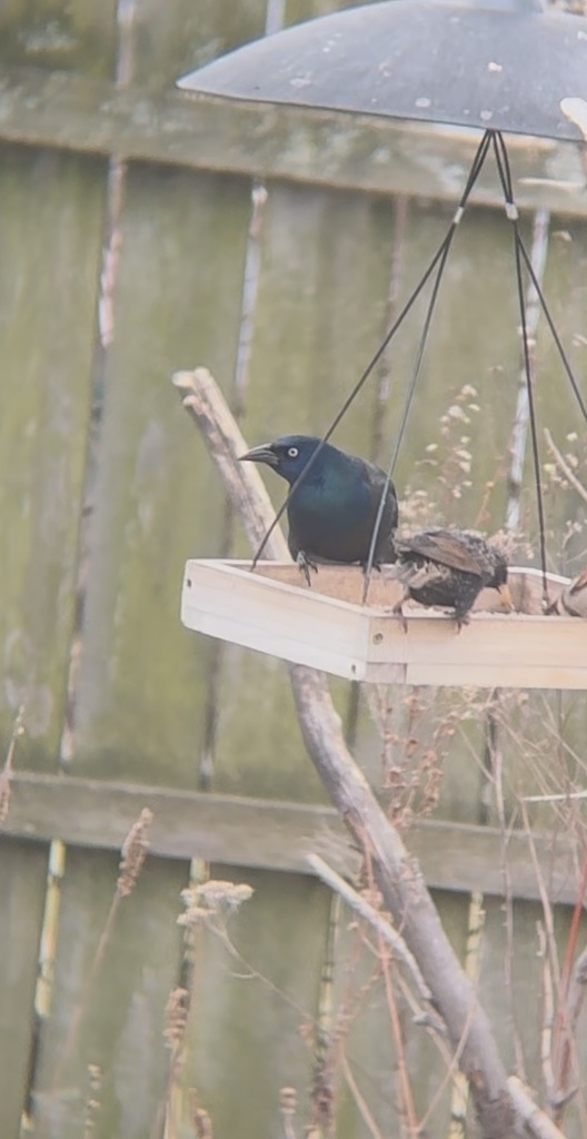 Common Grackle from E Mahan Ave, Hazel Park, MI, US on March 3, 2025 at ...