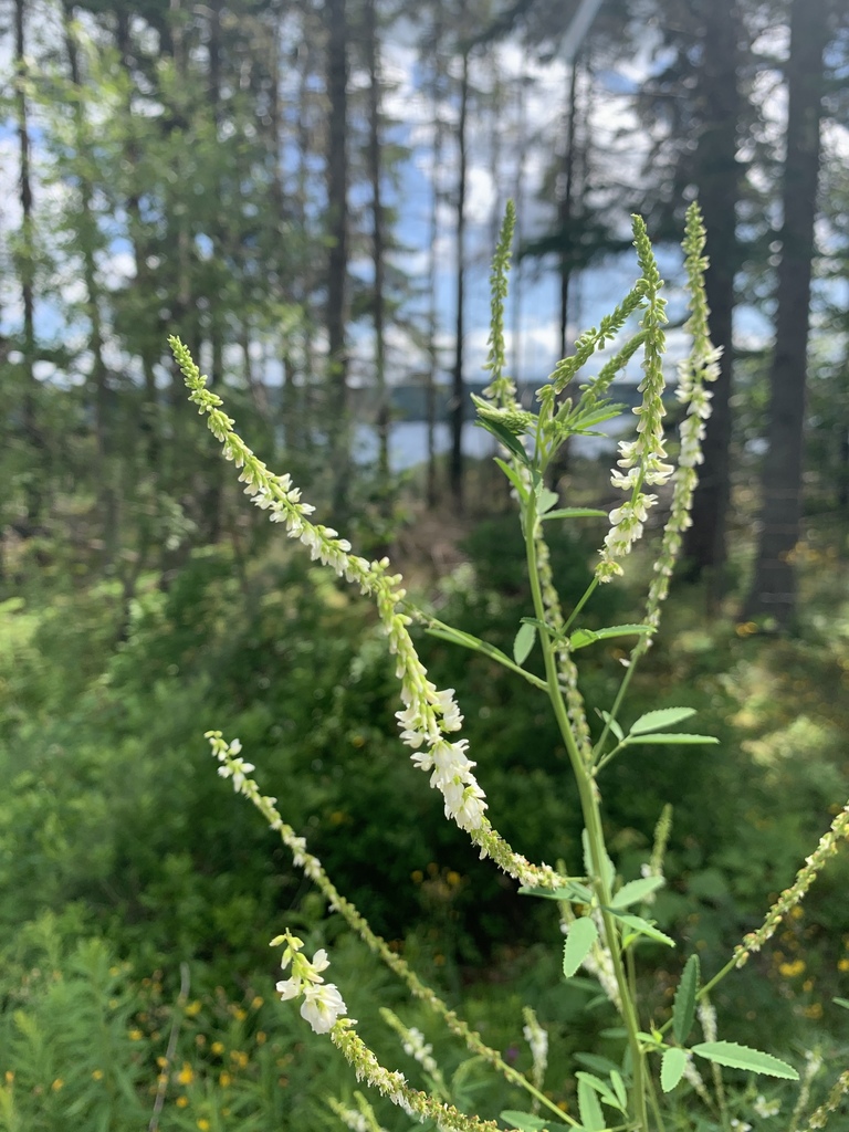 White Sweetclover from 1349 Bras d'Or Lakes Dr, , NS, CA on August 5 ...