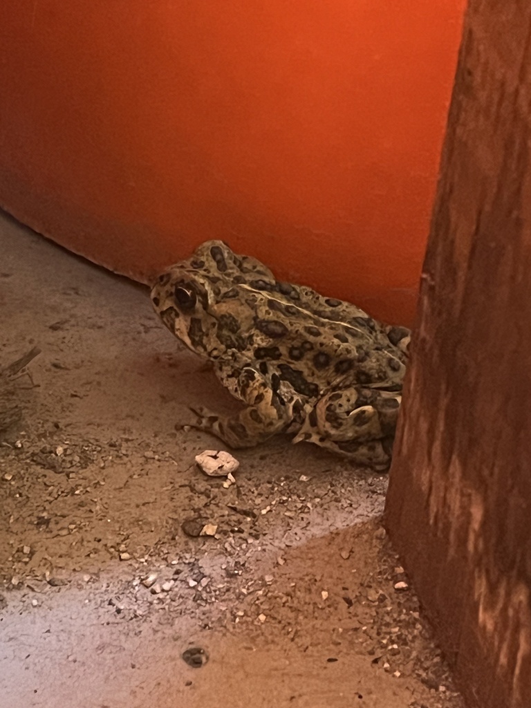 Western Toad from Pembroke Dr, Reno, NV, US on March 01, 2025 at 02:01 ...