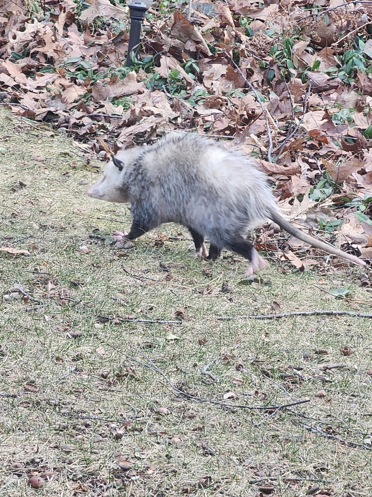 Virginia Opossum from Livonia, MI 48150, USA on March 2, 2025 at 05:27 ...