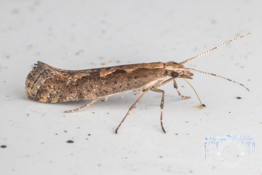Diamondback Moth from Kaitorete Spit, New Zealand on February 26, 2025 ...