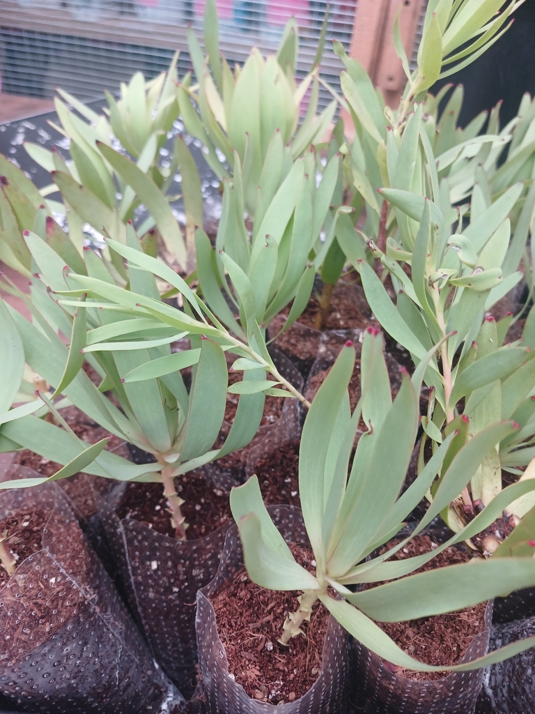 dicots from Hessequa Local Municipality, South Africa on March 4, 2025 ...