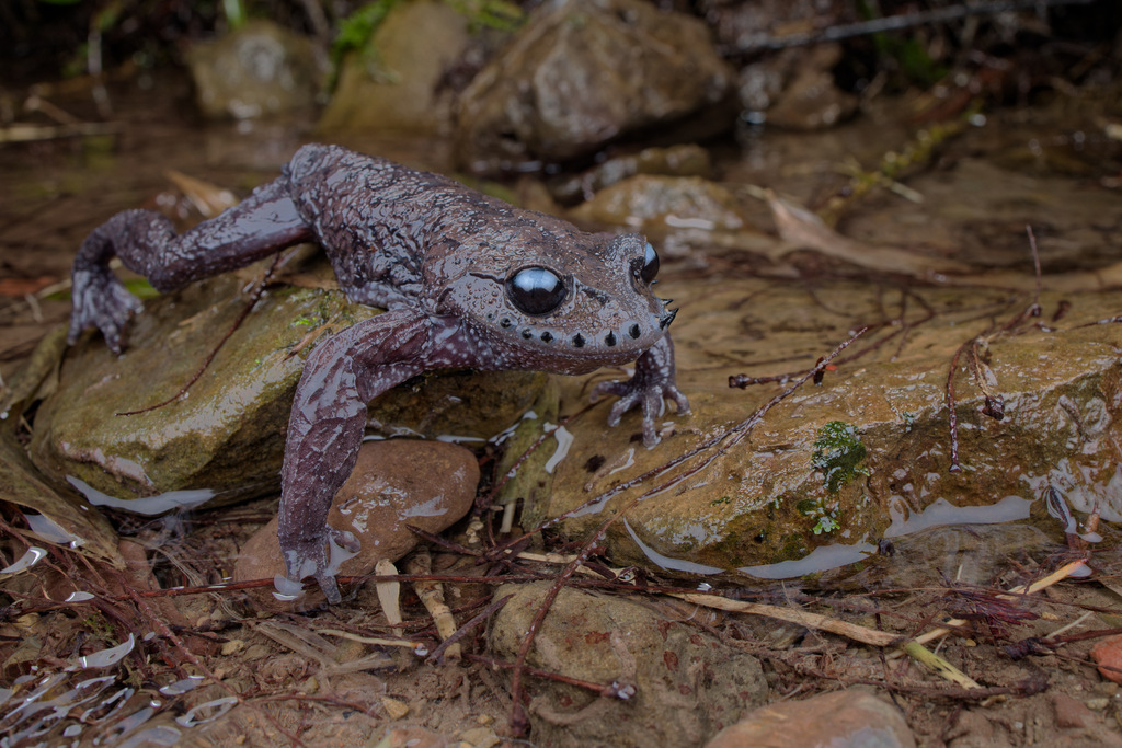 Emei moustache toad in March 2025 by Spark · iNaturalist