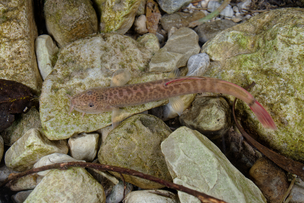 (Homatula potanini) - Marine Life Identification