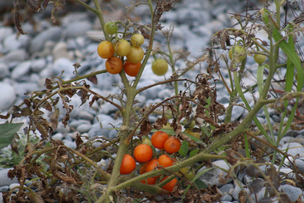 cherry tomato from Centro, 64000 Monterrey, N.L., México on January 19 ...