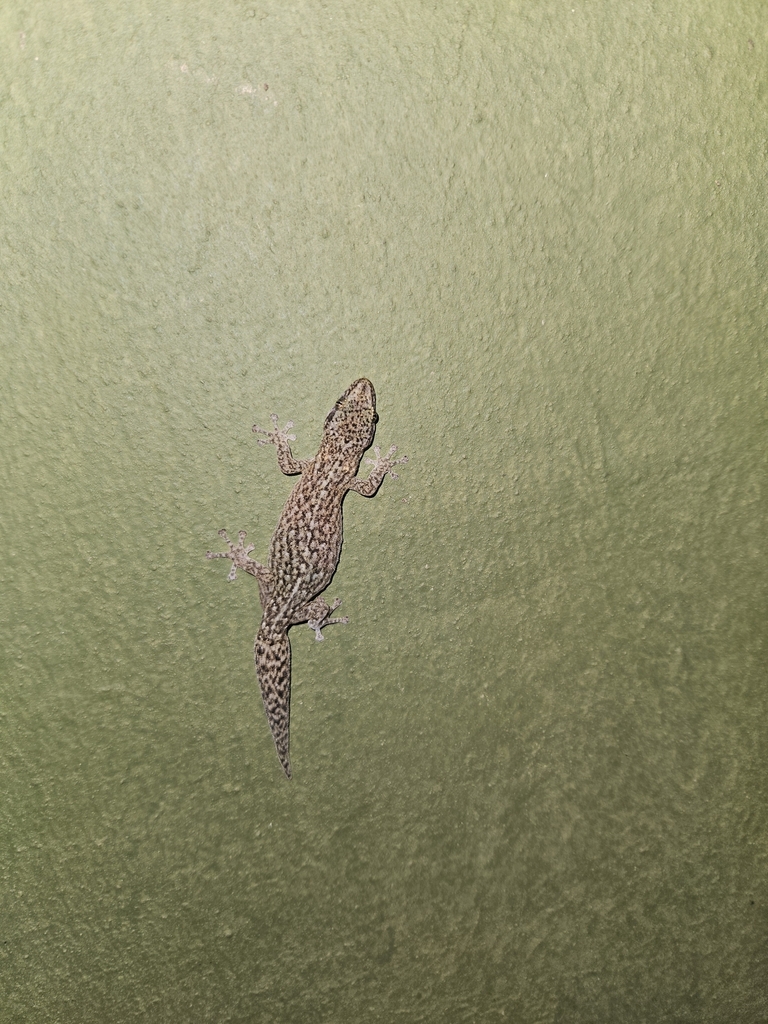 Marbled Leaf-toed Gecko from Ridgemor Villa, Old Main Road, Croydon on ...