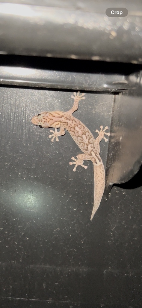 Southern Marbled Gecko from Main Rd, Lower Plenty, VIC, AU on March 4 ...