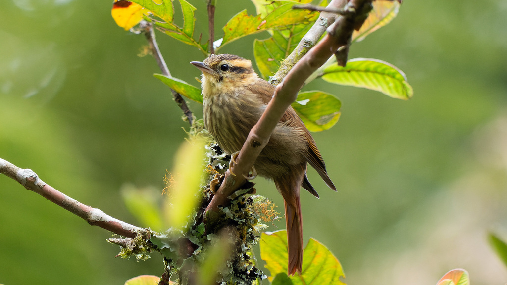 Sharp-billed Treehunter from Bananal - State of São Paulo, 12850-000 ...