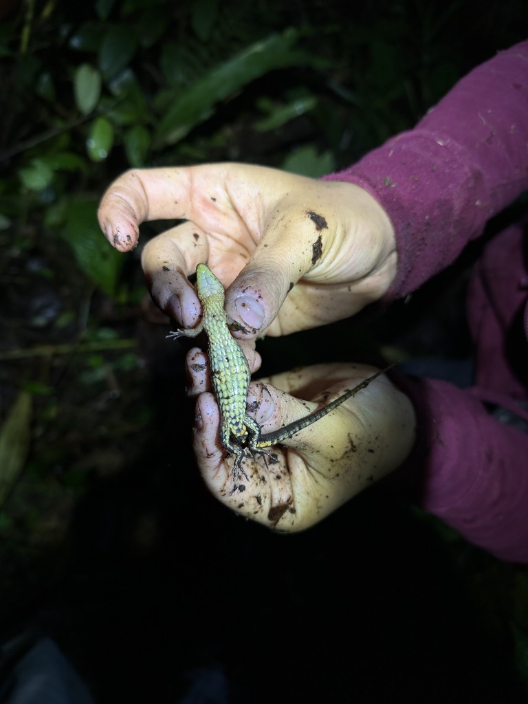 Buckley's Shade Lizard from Quijos, Ecuador on December 19, 2024 at 07: ...
