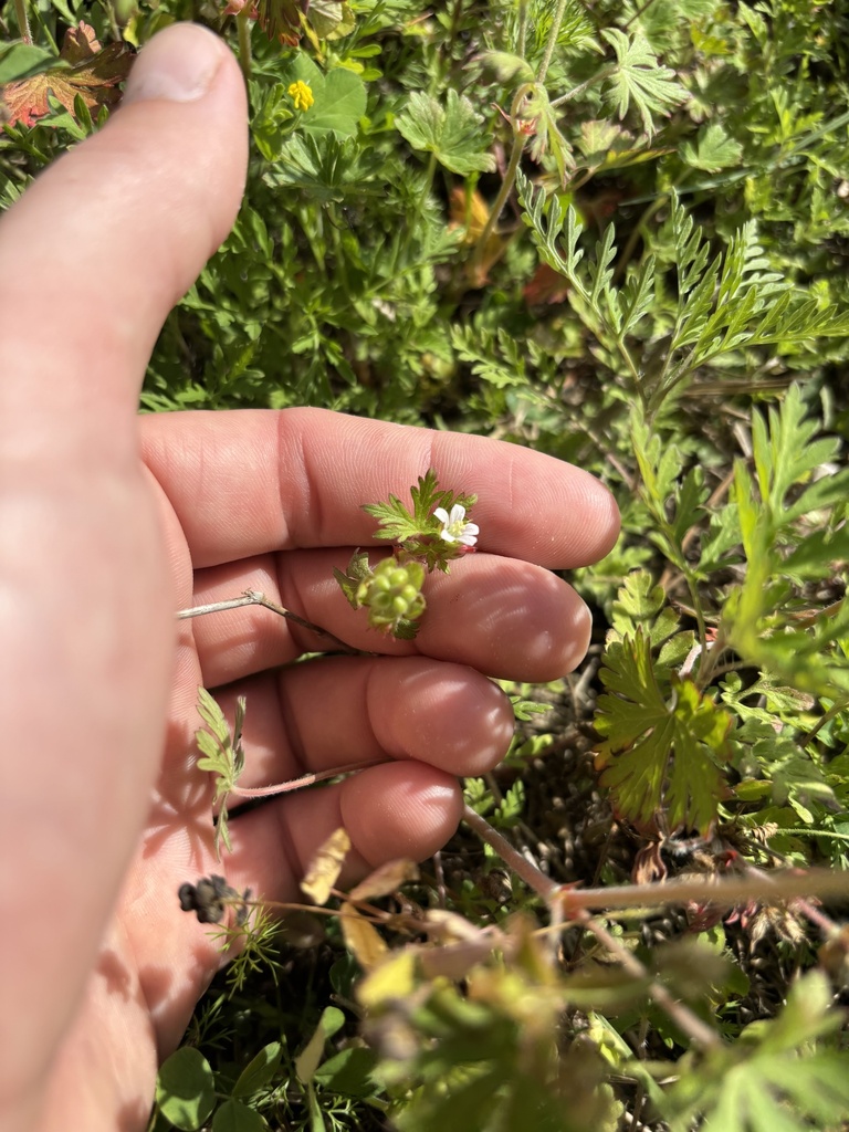 Carolina crane's-bill from CR-565A, Groveland, FL, US on March 4, 2025 ...
