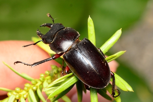 Subspecies Dorcus rubrofemoratus chenpengi · iNaturalist