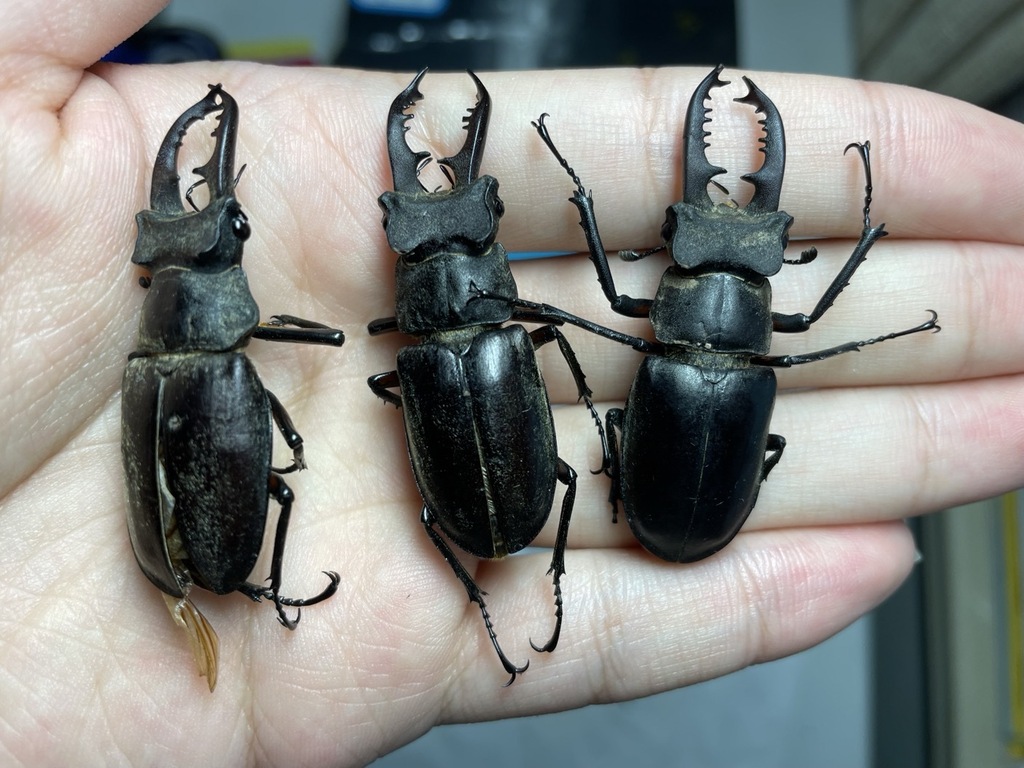 Lucanus maculifemoratus dybowskyi in September 2021 by caloteswangi ...