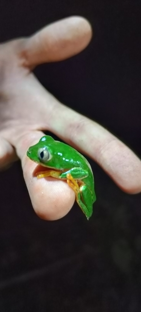 Barred Monkey Frog from 17500, Peru on March 4, 2025 at 09:21 PM by ...