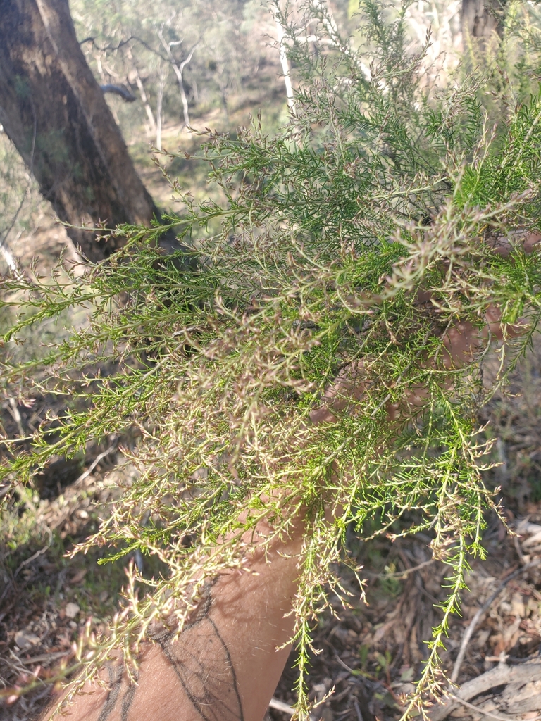 Sifton Bush from Plenty VIC 3090, Australia on February 20, 2025 at 05: ...