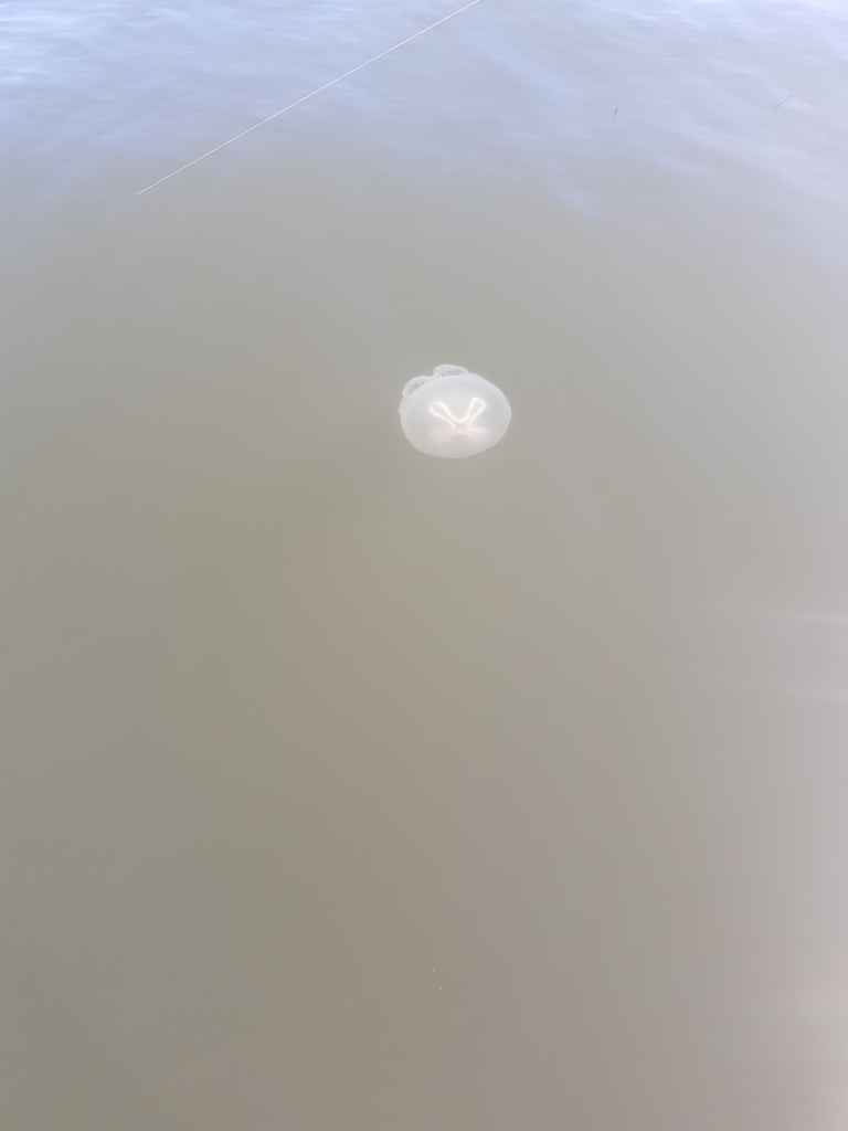 Root-mouth Jellies from Tasmania, Australia on March 5, 2025 at 05:21 ...