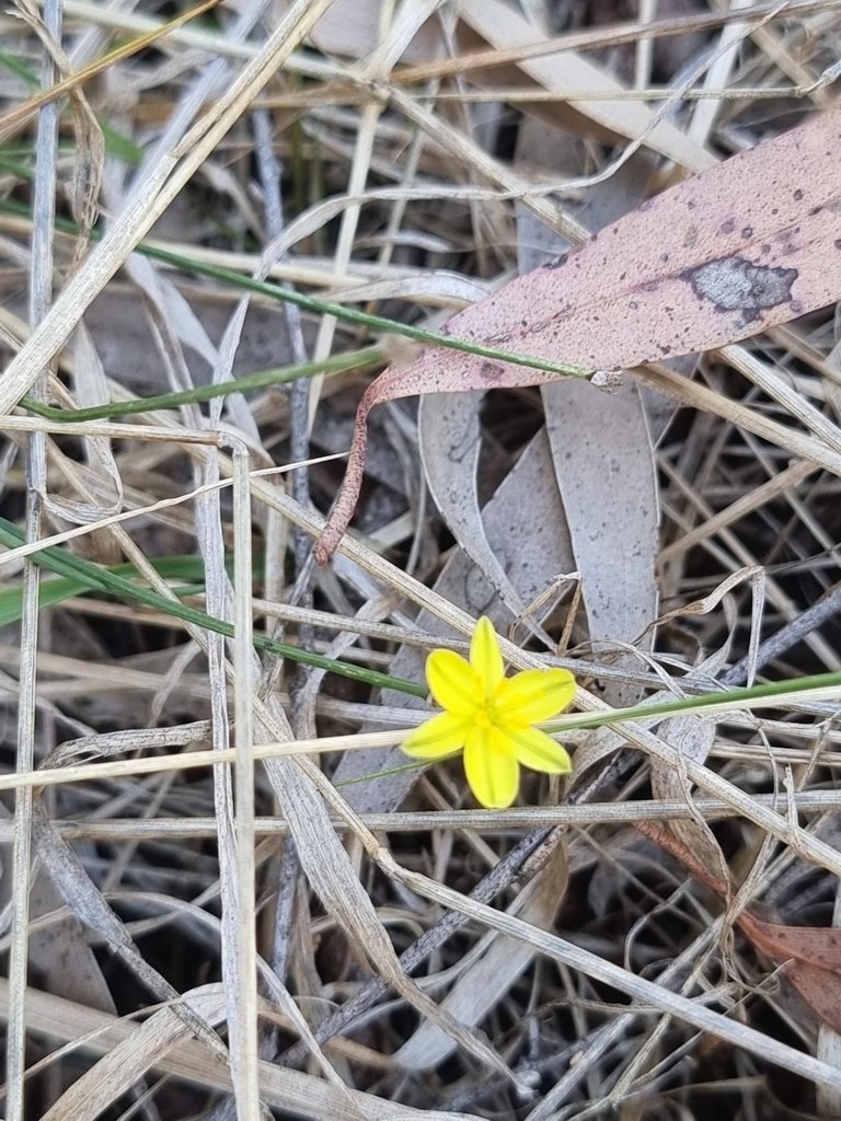 yellow rush-lily from Frankston VIC 3199, Australia on March 5, 2025 at ...