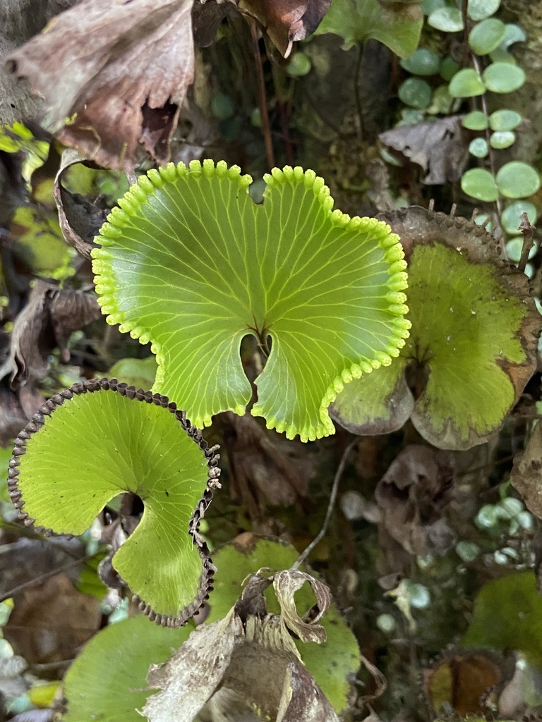 kidney fern from Abel Tasman National Park, Abel Tasman National Park ...