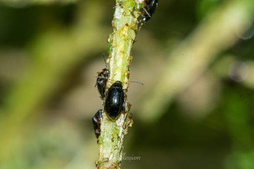 Psylliodes punctifrons · iNaturalist