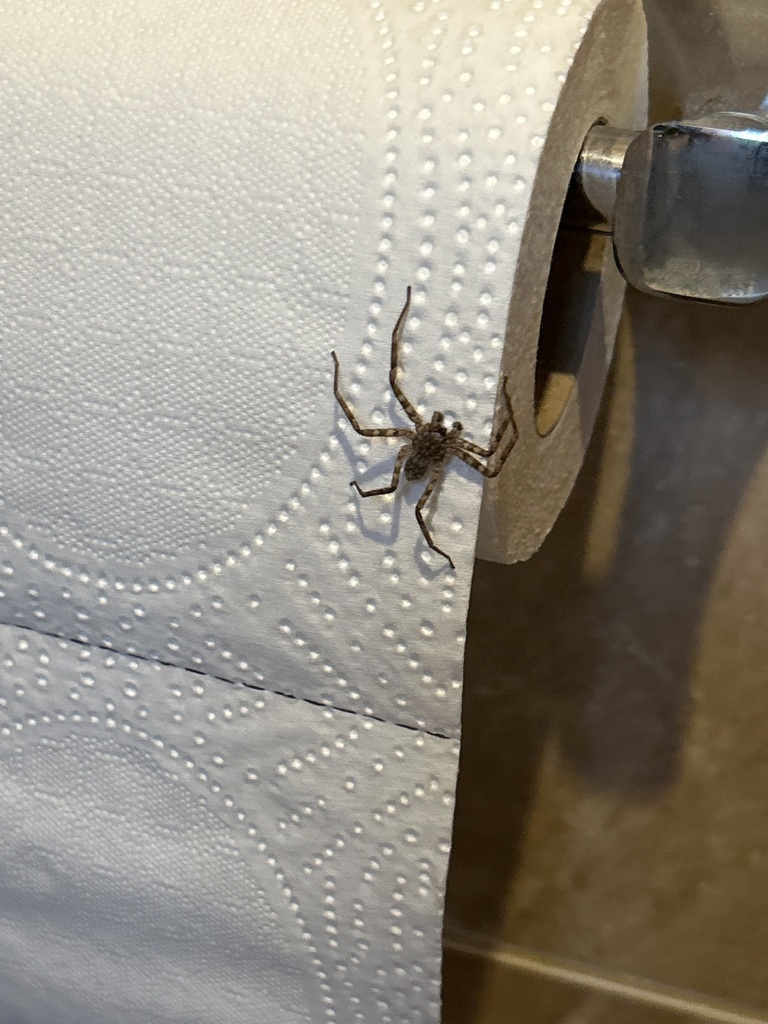 Selenops mexicanus from Calle Belén, San Jerónimo Yahuiche, Oax., MX on ...