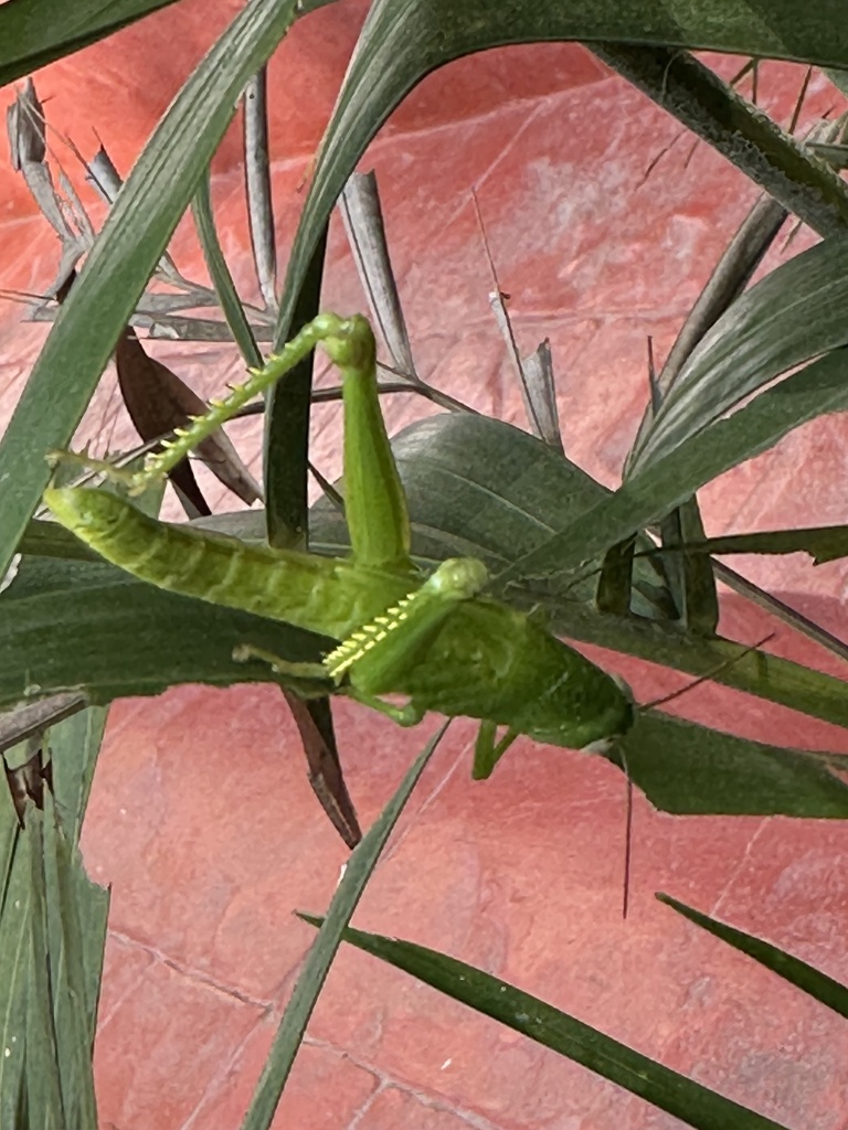 Melicodes tenebrosus from National Science Complex Amphitheater, Quezon ...