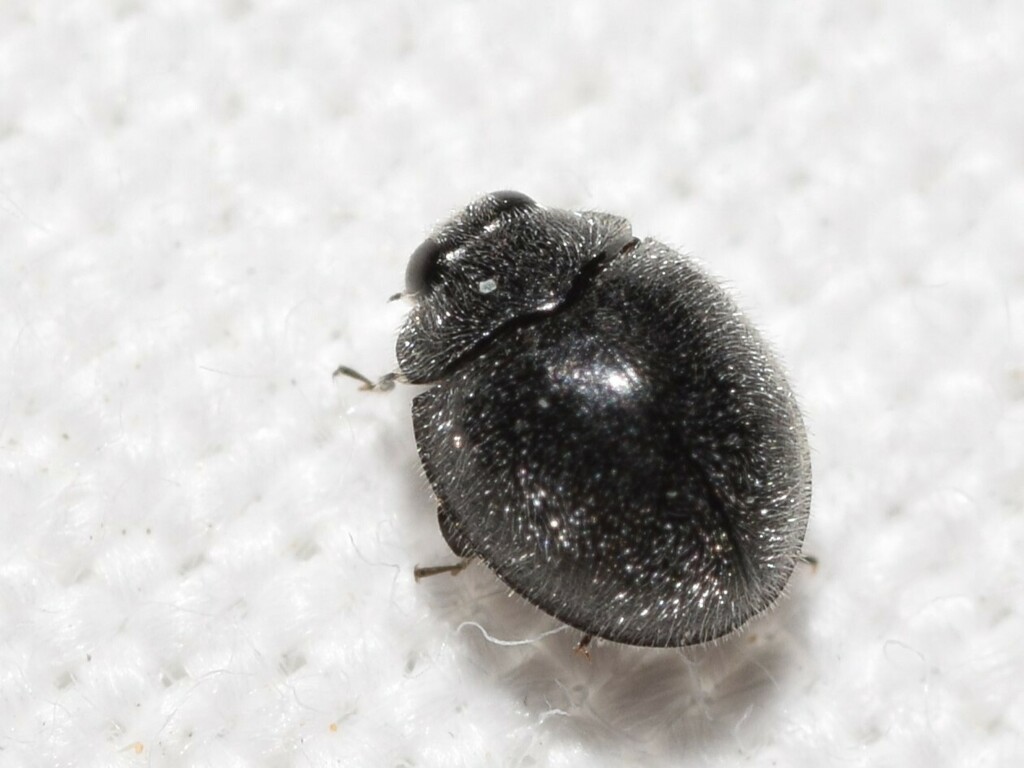 Telsimia from Queanbeyan NSW, Australia on March 5, 2025 at 08:05 PM by ...