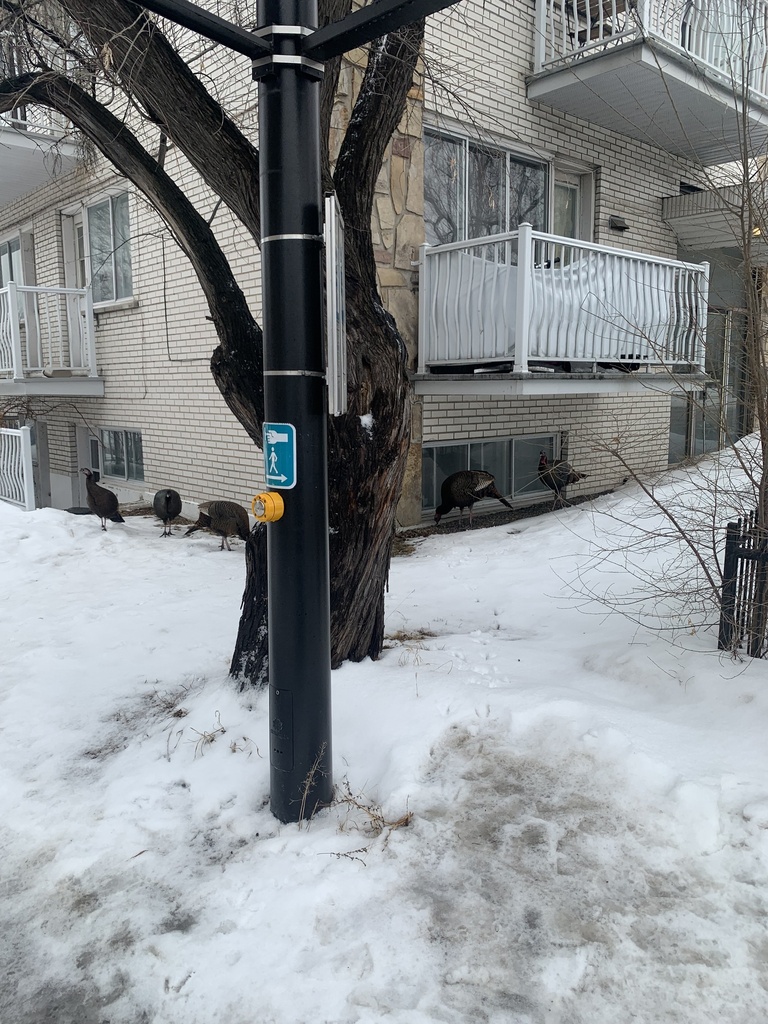 Wild Turkey from Île de Montréal, Montréal, QC, CA on March 5, 2025 at ...