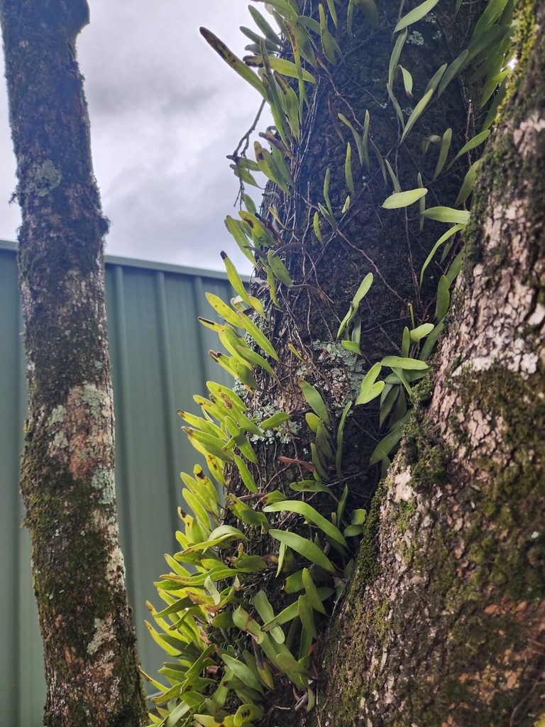 Pyrrosia confluens from University Way at Chancellor Park, Sippy Downs ...