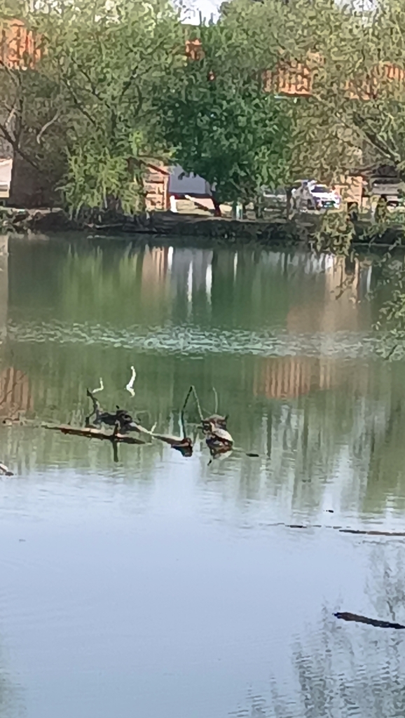 Tortugas jicoteas desde Chapultepec, Sabinas, Coah., México el 05 de ...