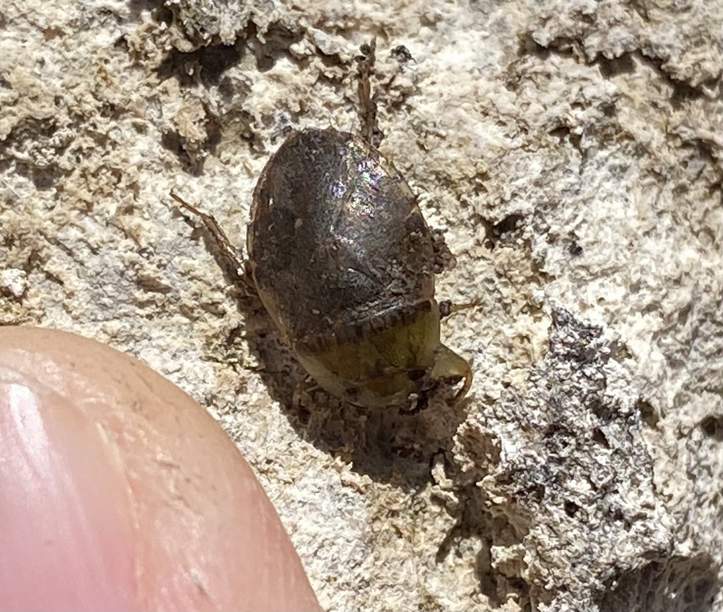 Alligator Fleas in March 2025 by River · iNaturalist