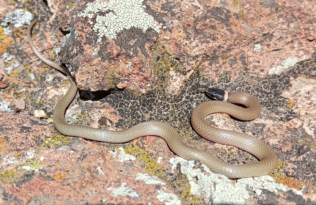 Chihuahuan Black-headed Snake from 98096 Zac., México on March 5, 2025 ...