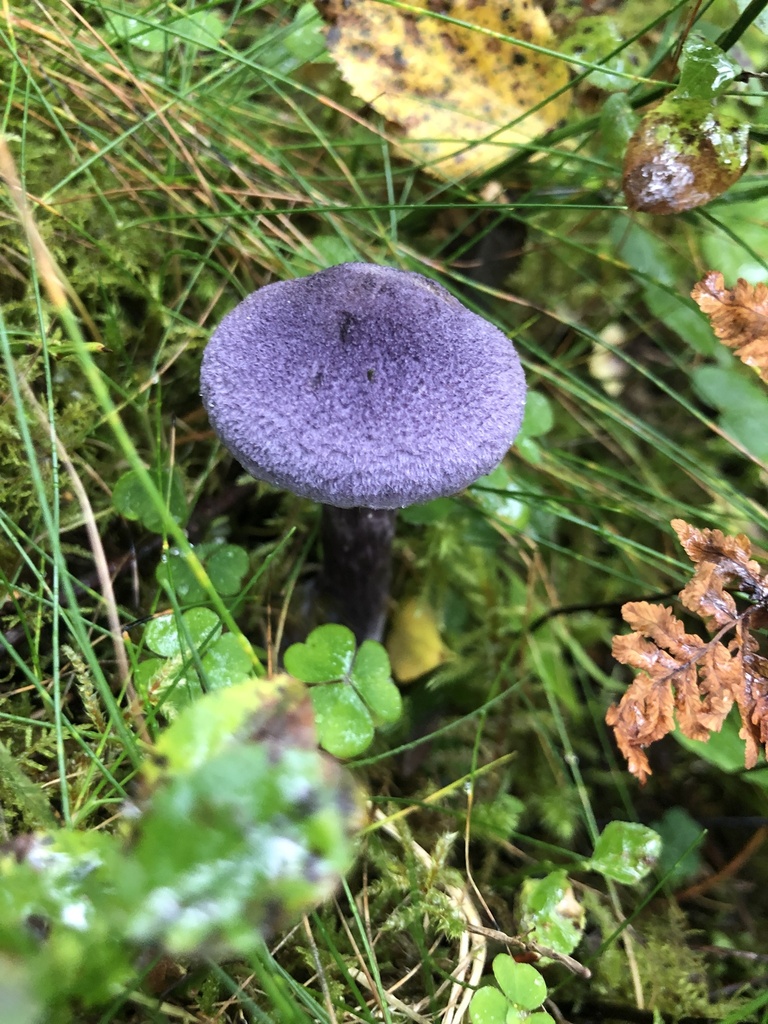 violet webcap from Elnesvågen, Møre og Romsdal, NO on September 11 ...